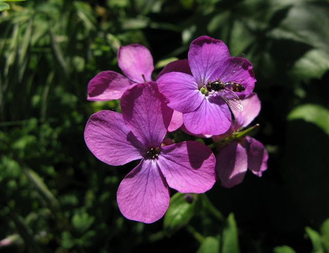 Flores y Palabras: Lunaria annua