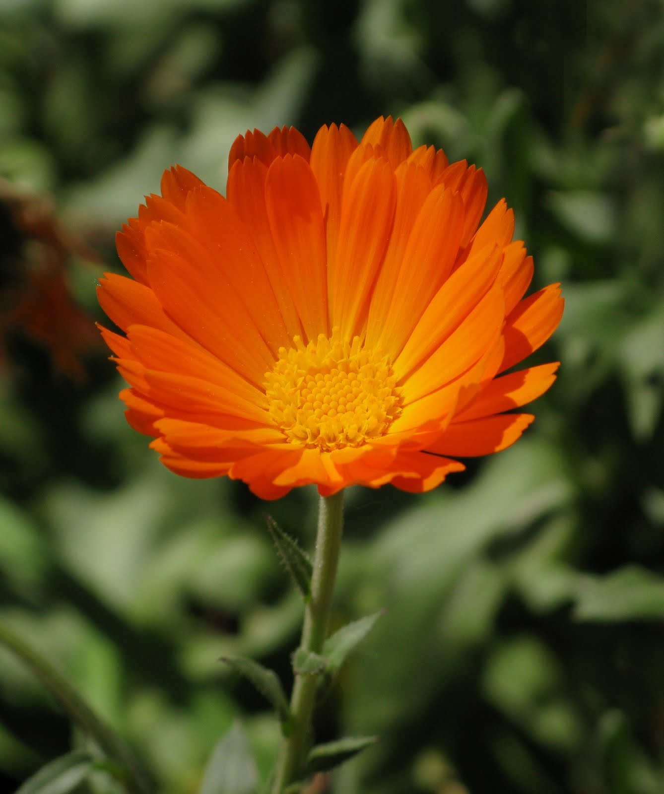 Flores y Palabras: Más caléndulas