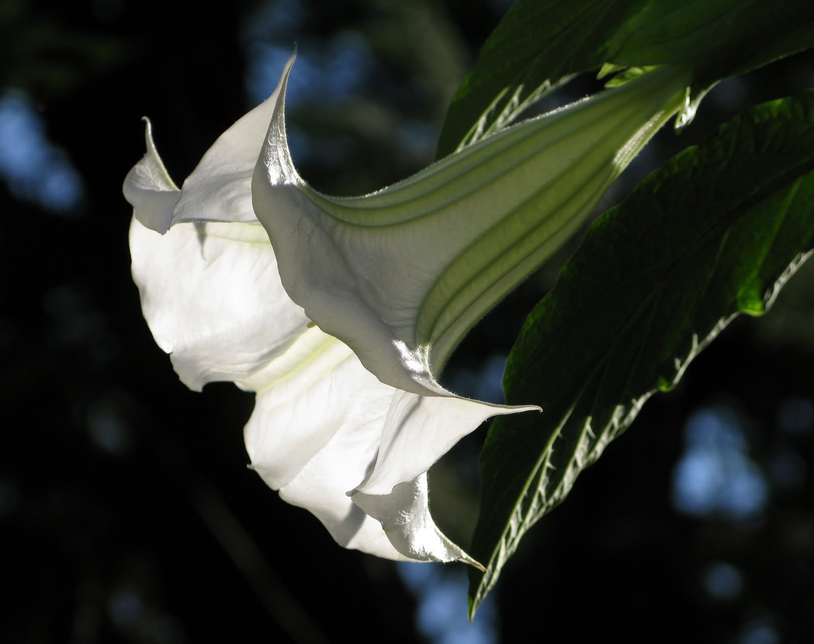 Flores y Palabras: Floripondio