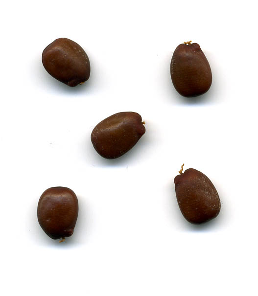 Zagara: Sciroppo e caramelle di carrube