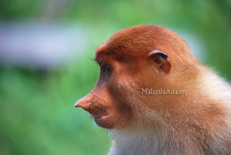 Proboscis Monkey Picture of the Week