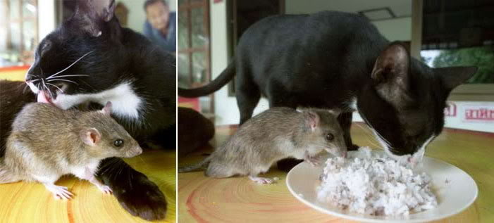 reza's blogspot: Hubungan kucing dan tikus...