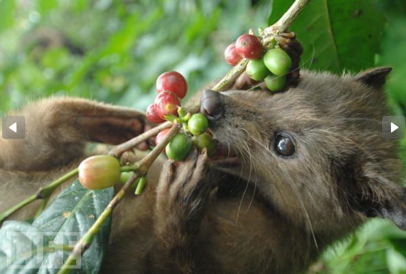 alkurawi: CARA KOPI MUSANG DIHASILKAN