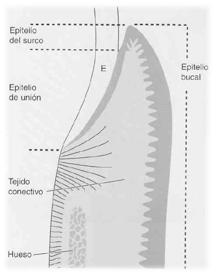 PERIODONCIA PARA PRINCIPIANTES: ESPESOR BIOLOGICO