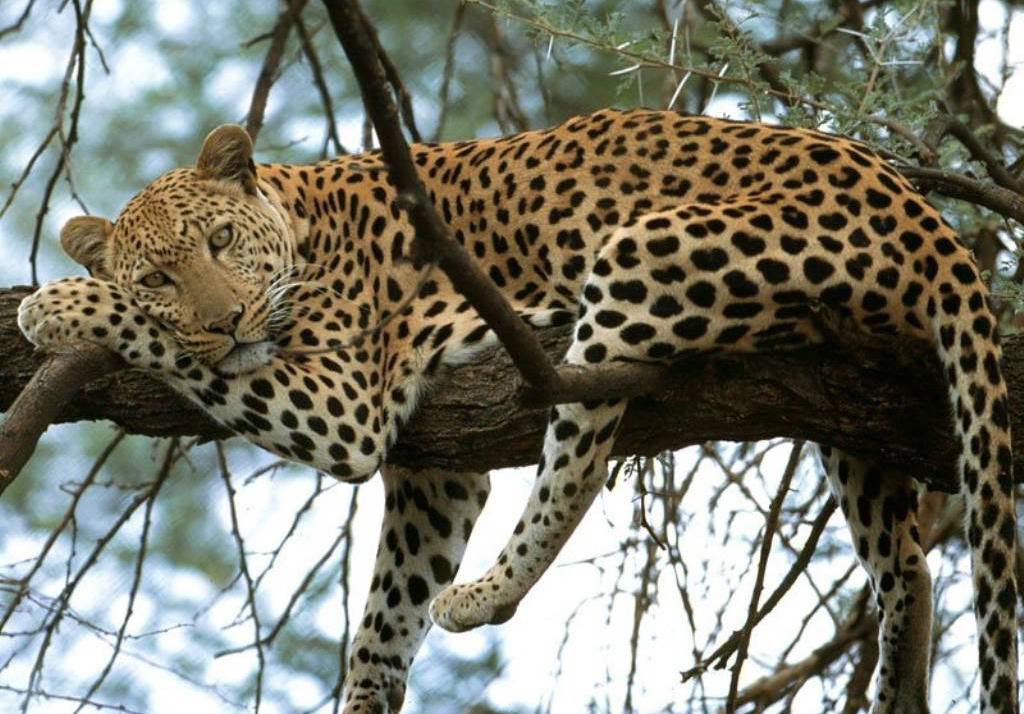 ᠌᠌᠌᠌᠌᠌᠌᠌: Felinos: Gênero Panthera