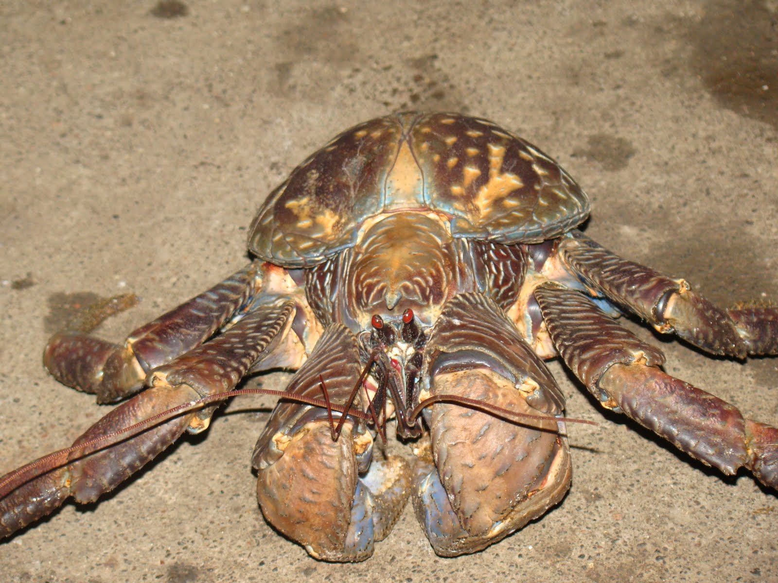 what a happy life: KATANG KENARI bisa bikin tangan kamu putus...!!!