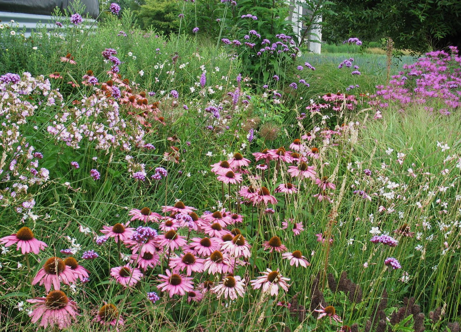 Biotope Design: Prairie inspired plantings
