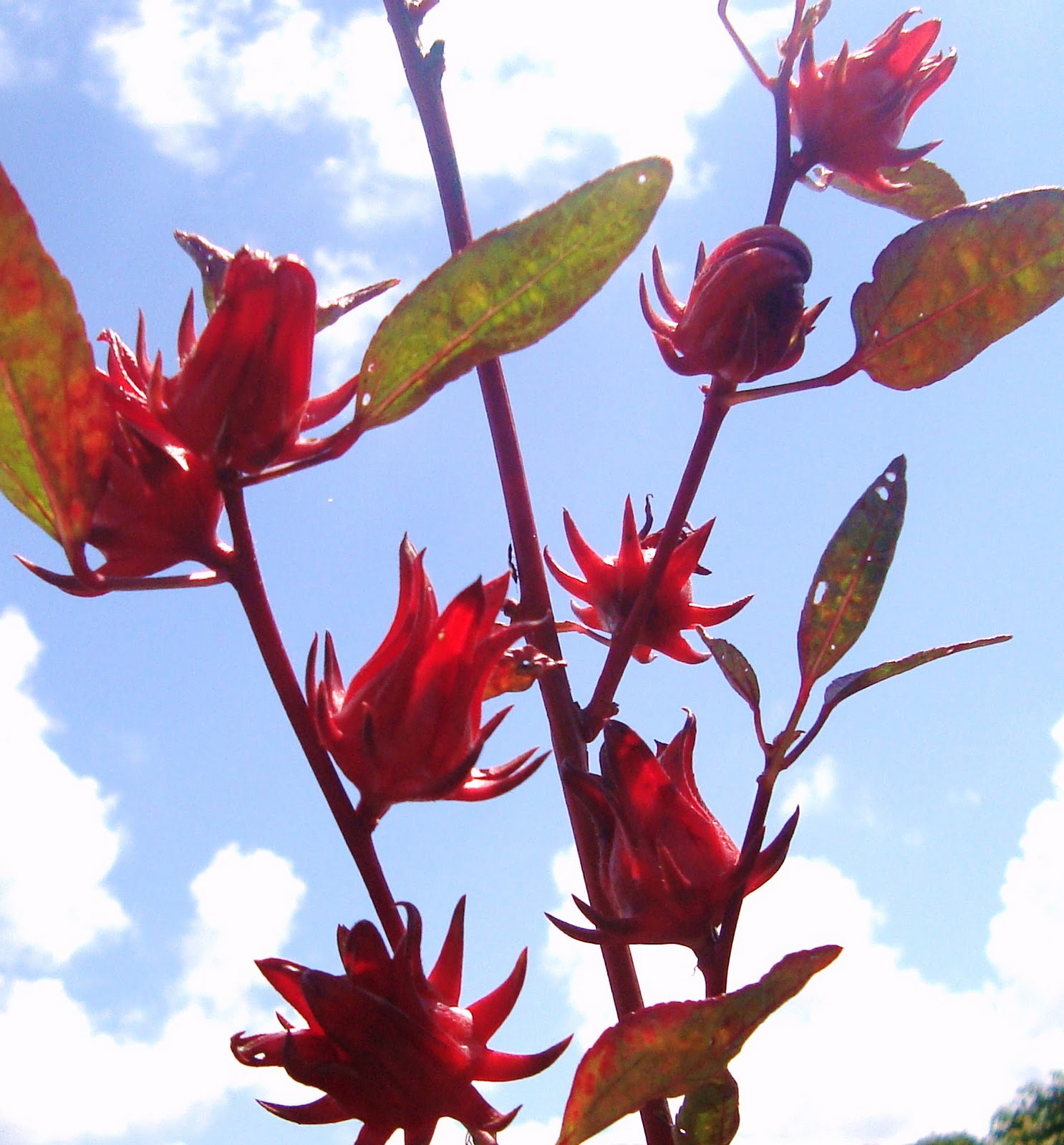 Gröna Böcker Svart Kaffe: Karkadé - hibiskuste