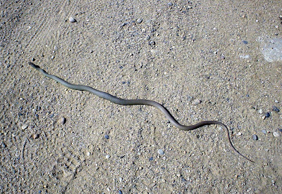 UtRider: Corner Canyon & Snakes