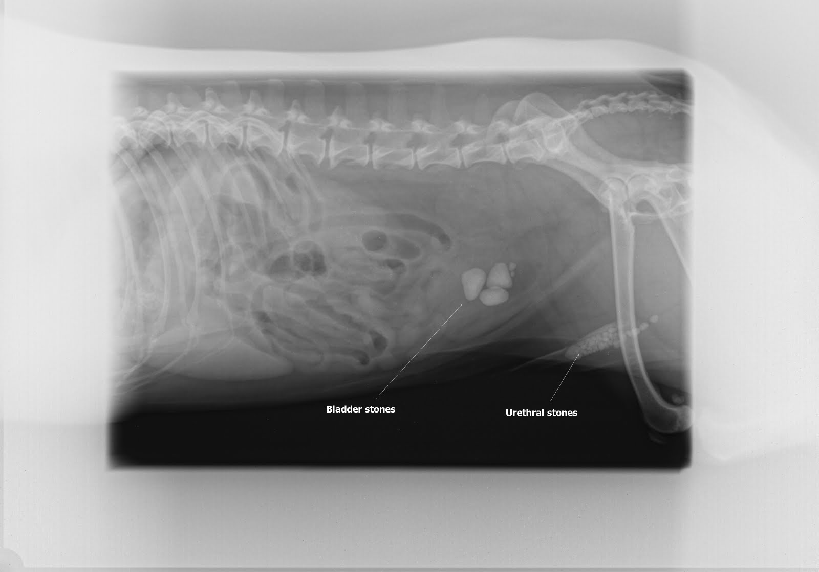 Verandah Pet Vet: Urinary Calculi: Bladder and Kidney Stones