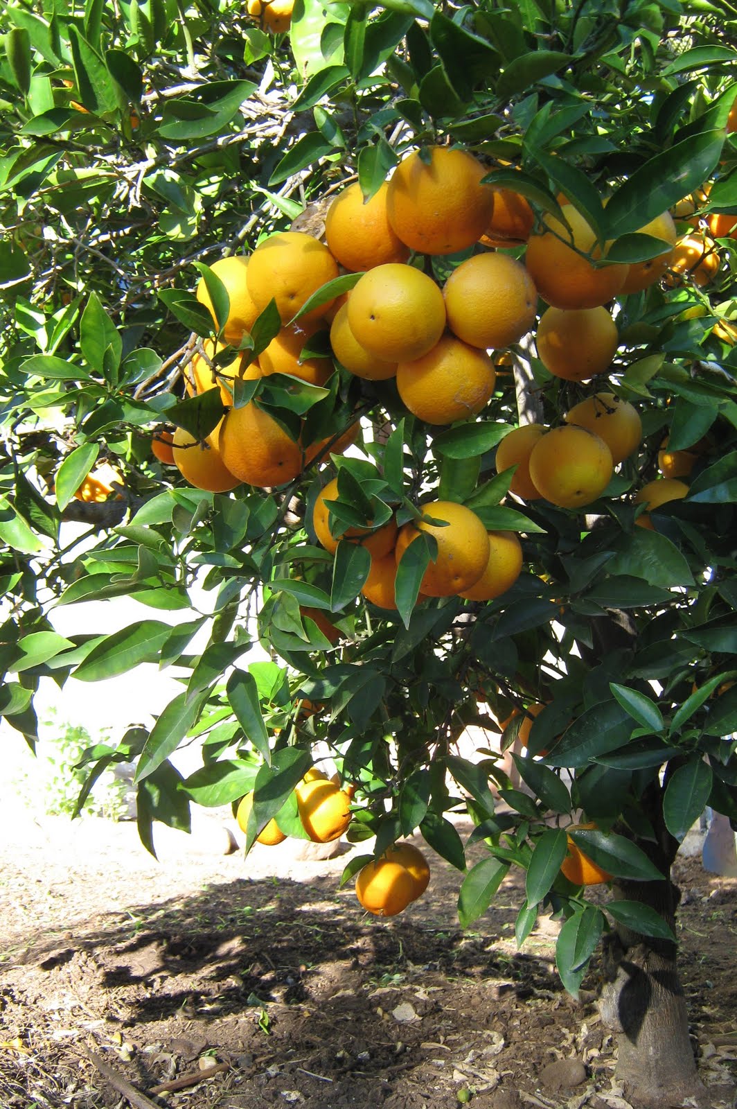 Home Sweet Orange: sweet oranges