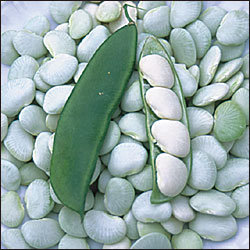 Tink's Treats: Learning to Love Lima Beans!