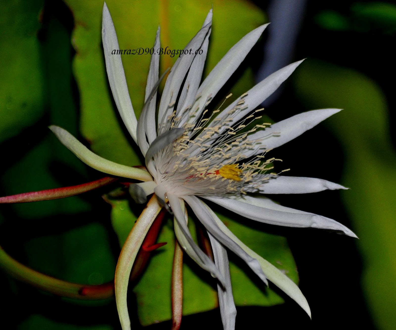 amraz@D sebalik kisah Duniawi: KeUnikan Dan Kecantikan Bunga Bakawali