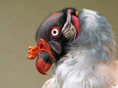 Mayistas: Fauna maya (I)