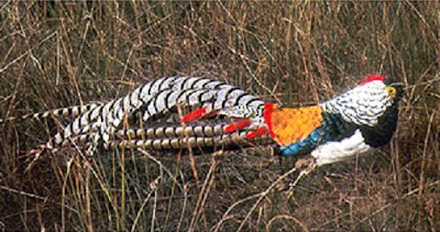 Mayistas: Fauna maya (I)