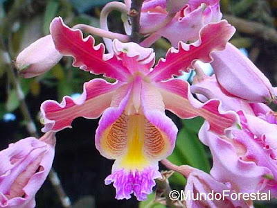 Mayistas: Flora Maya III