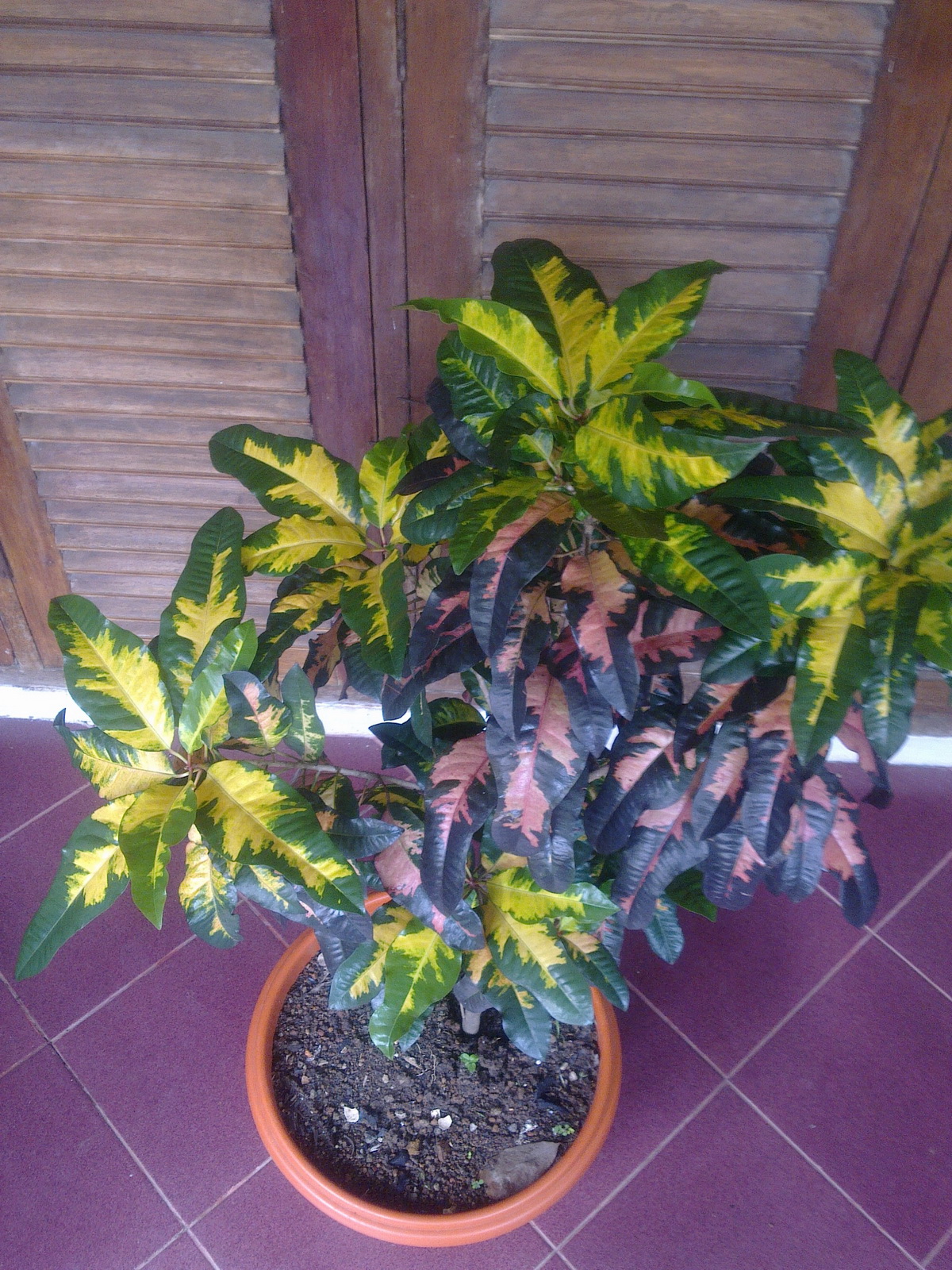 Jual Tanaman Puring: Jual Tanaman Puring