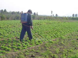 Hombre+fumigando (image)