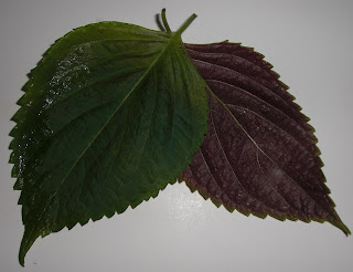 How to Dry Shiso Seeds | From Word to Word