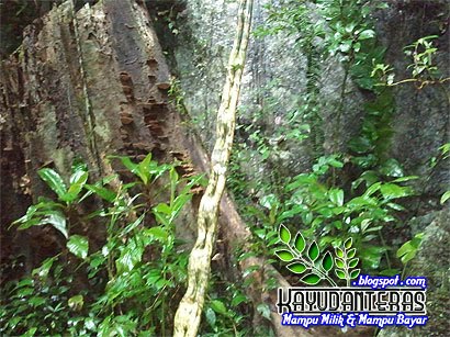 Koleksi Teras Kayu dan Batu: Akar Beluru @ Sintok Berkembar