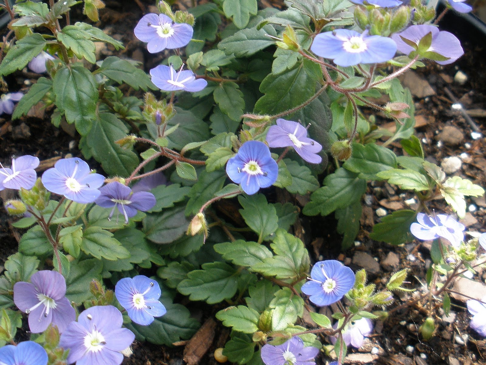 Trailer Trash! The Story of my Corner of the World: Creeping Speedwell