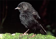 the black robin
