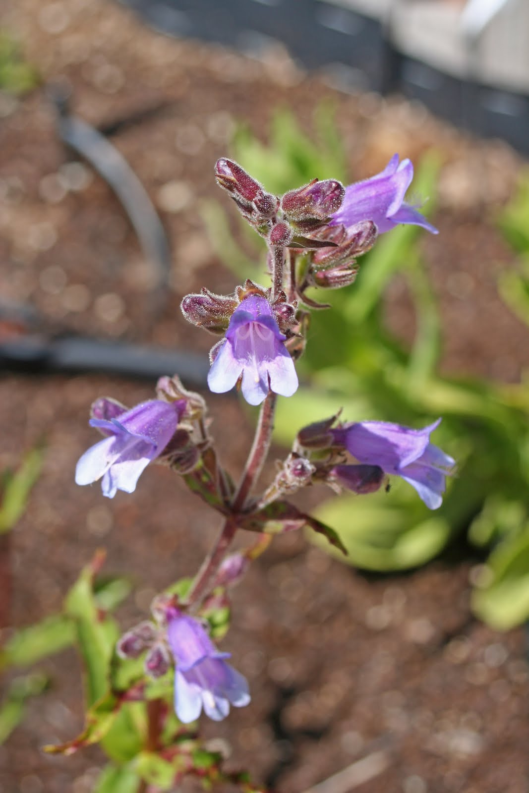 Camissonia's Corner: Bloomalicious Beauties...Cal Natives in their ...