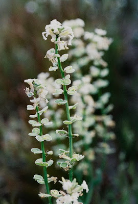 Camissonia's Corner: Looking Forward and Backward at Joshua Tree ...