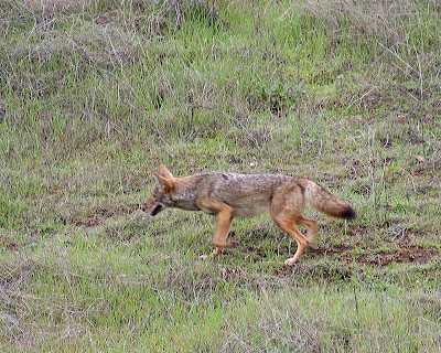 Camissonia's Corner: Coyotes and Meadowlarks on the Plateau