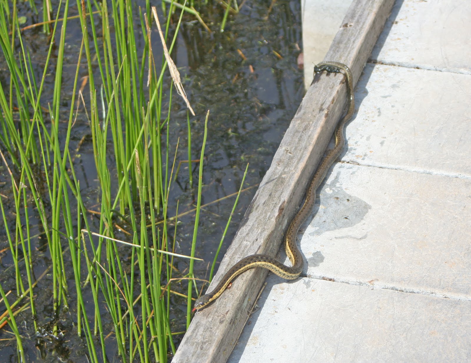 Snakes Santa Rosa County Florida