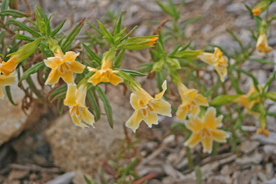 Camissonia's Corner: Bloomalicious Beauties...Cal Natives in their ...