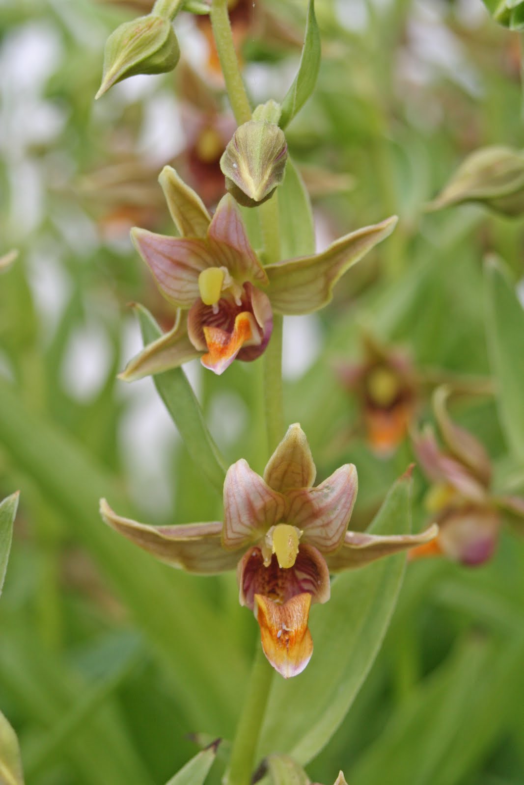 Camissonia's Corner: Mas Que Nada and a Hodgepodge of Garden Tasks