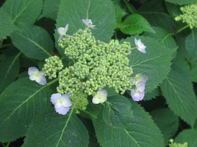heirloom gardener: Hydrangeas: Why and How to Prune