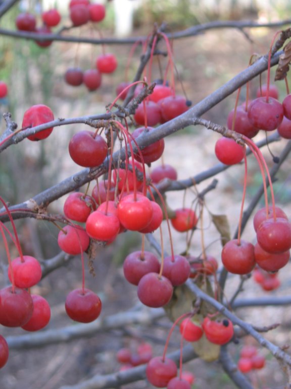 heirloom gardener: Crabapple Tree in Winter