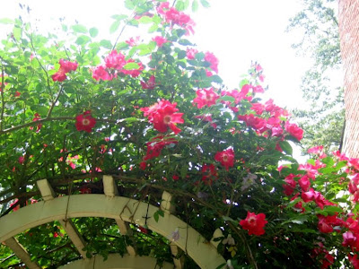 heirloom gardener: Two Perfect Flowering Plants for Arbors: Betty ...