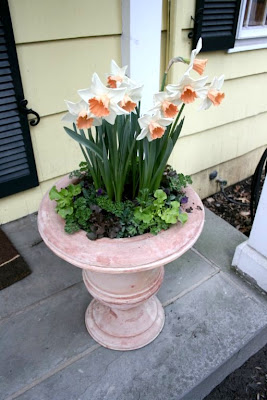 heirloom gardener: Container Gardening: Early Spring Containers ...