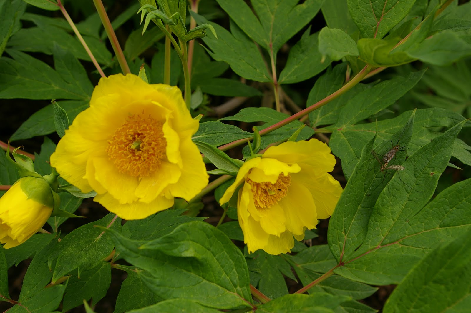 Great Bulbs and Perennials: Tree Peony at Wisely Gardens