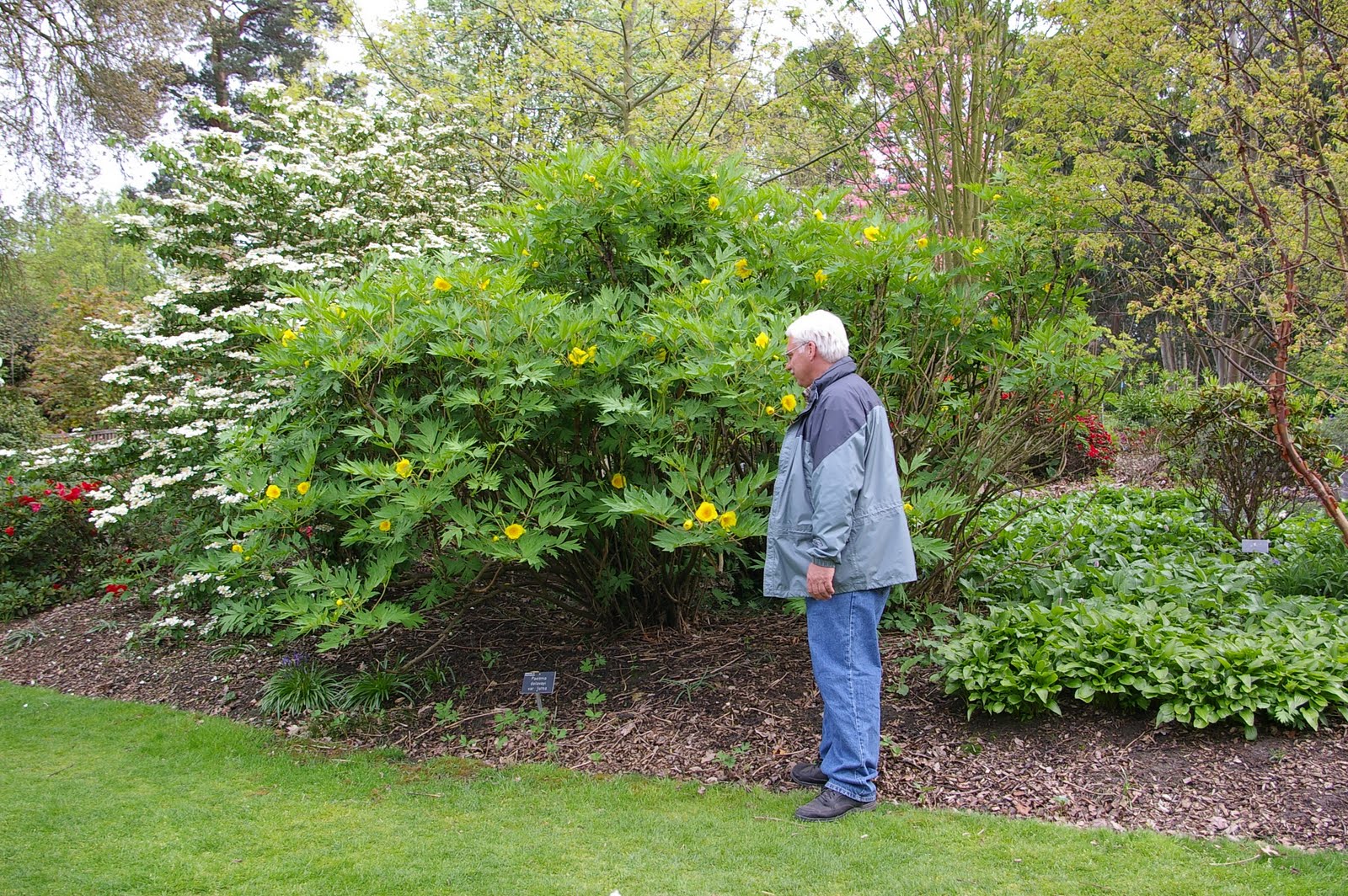 Great Bulbs and Perennials: Tree Peony at Wisely Gardens