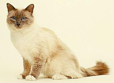 Kitty Cat Meow: Birman - Longhaired Cats