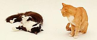 Kitty Cat Meow: Mating – Reproduction