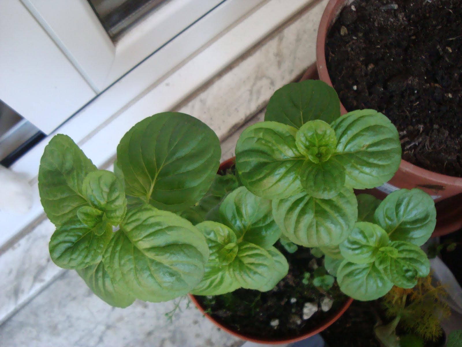 Tutti Pazzi Per Le Piante: MENTHA ROTUNDIFOLIA O MENTA GLACIALE
