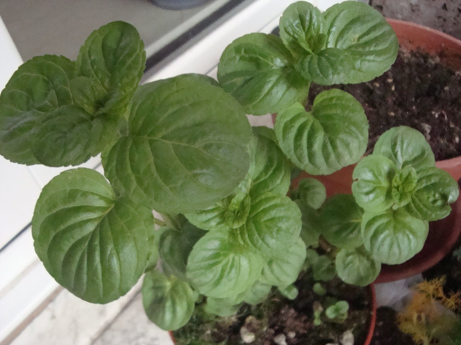 Tutti Pazzi Per Le Piante: MENTHA ROTUNDIFOLIA O MENTA GLACIALE