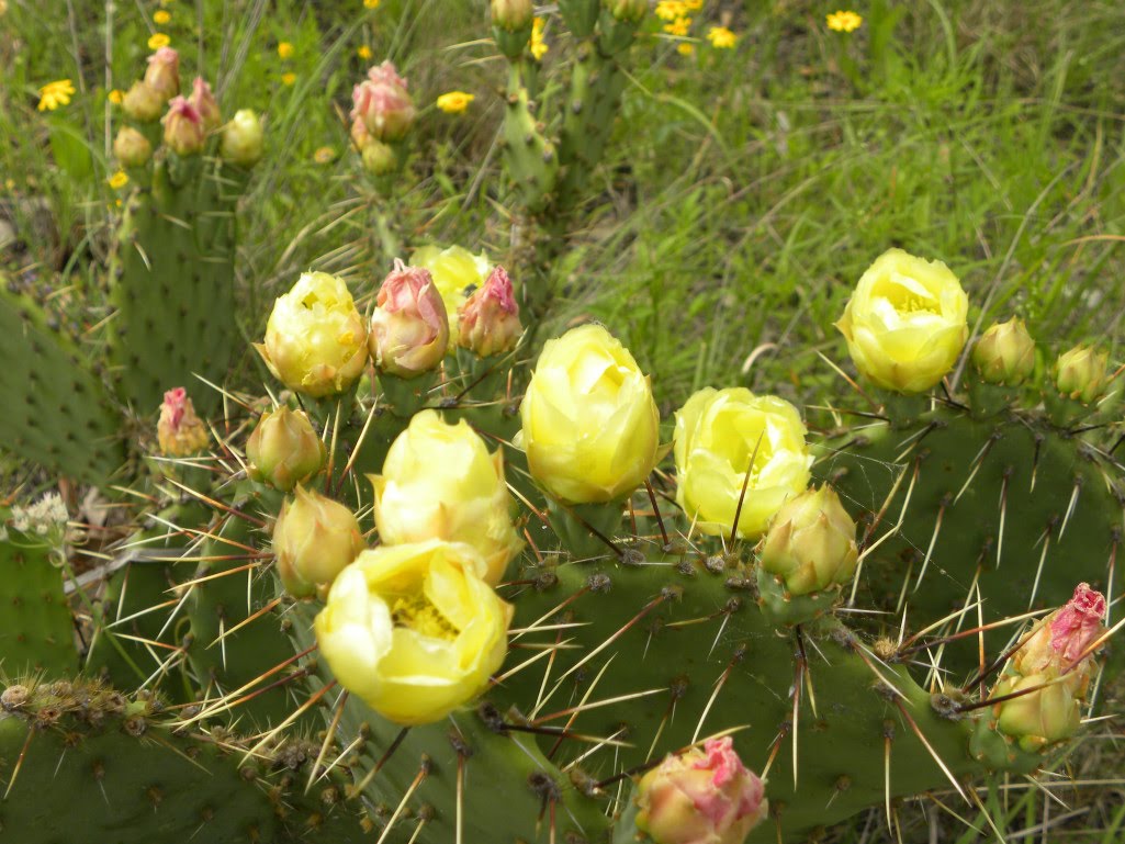 Diane's Texas Garden: Blooming Cactus