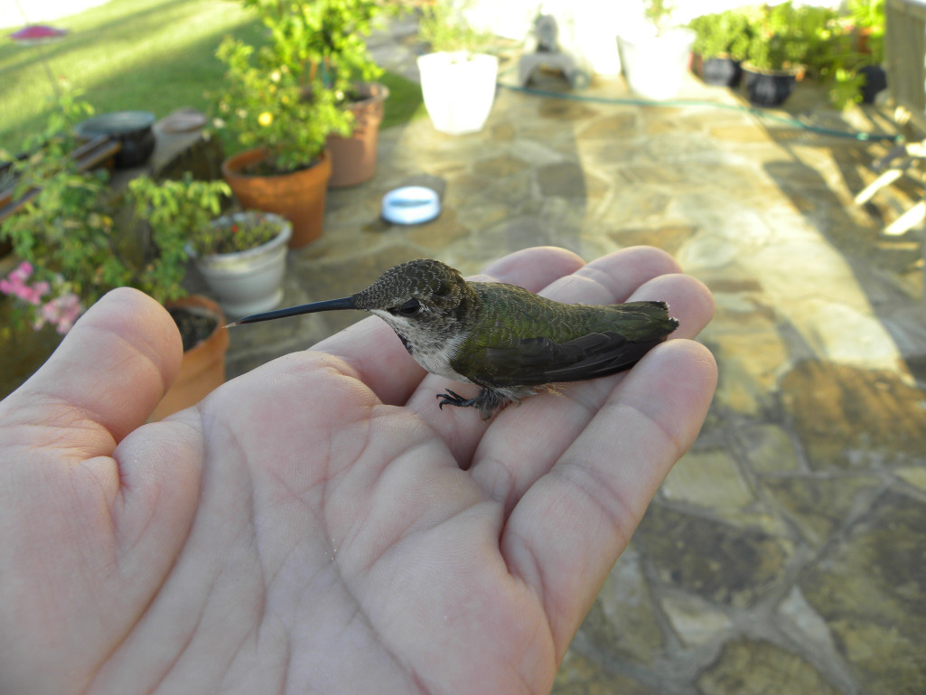 Diane's Texas Garden: Tiny Hummingbird