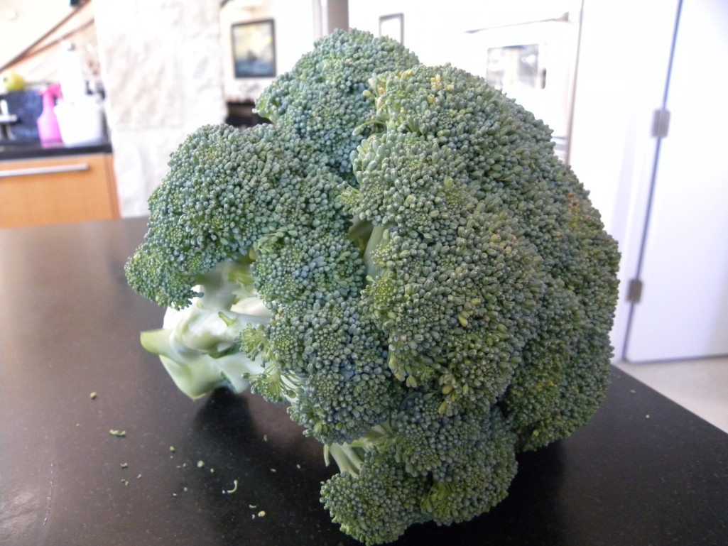Diane's Texas Garden: Broccoli