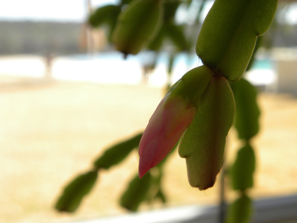 Cactus trees for sale in pune: cactus jacks card club / cactus at lowes