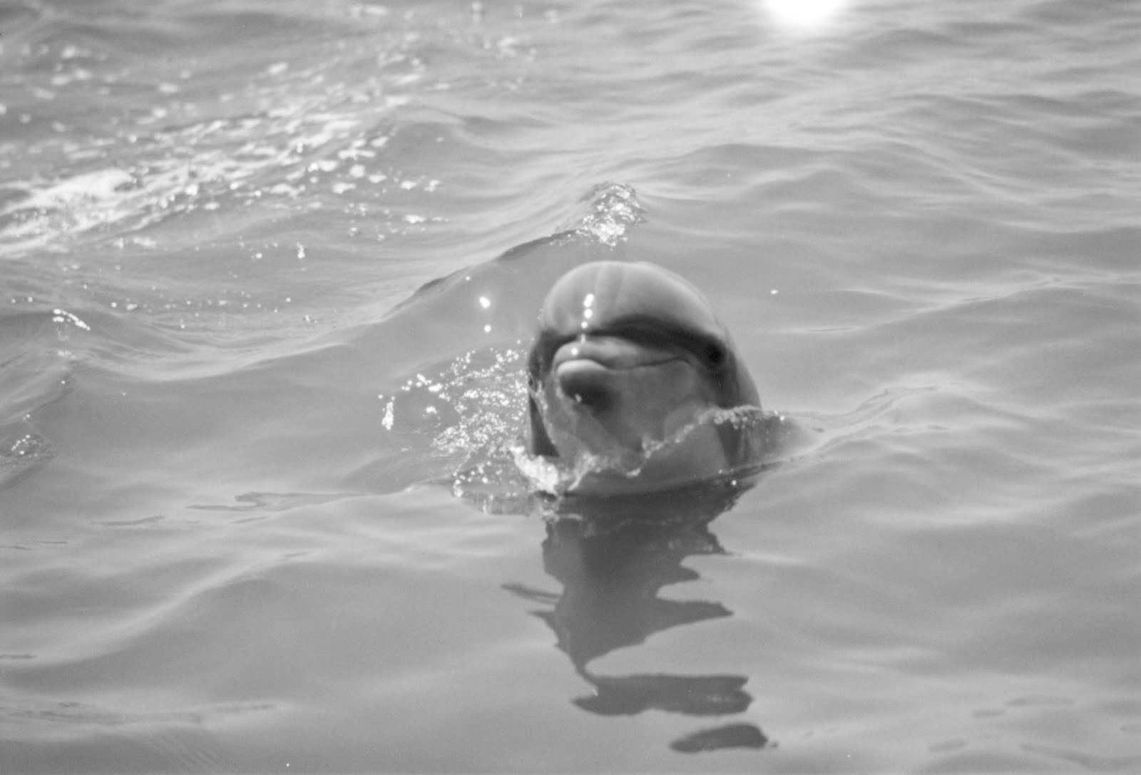 My Beautiful Picutre Album: Dolphins' Cute Faces