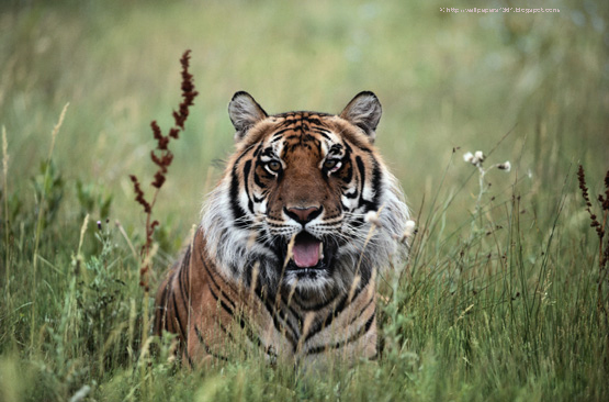 TIGAR | WALLPAPER