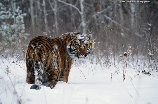 TIGAR | WALLPAPER