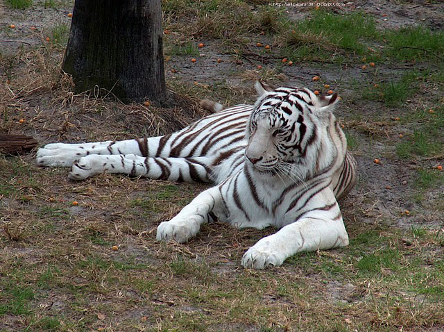 TIGAR | WALLPAPER